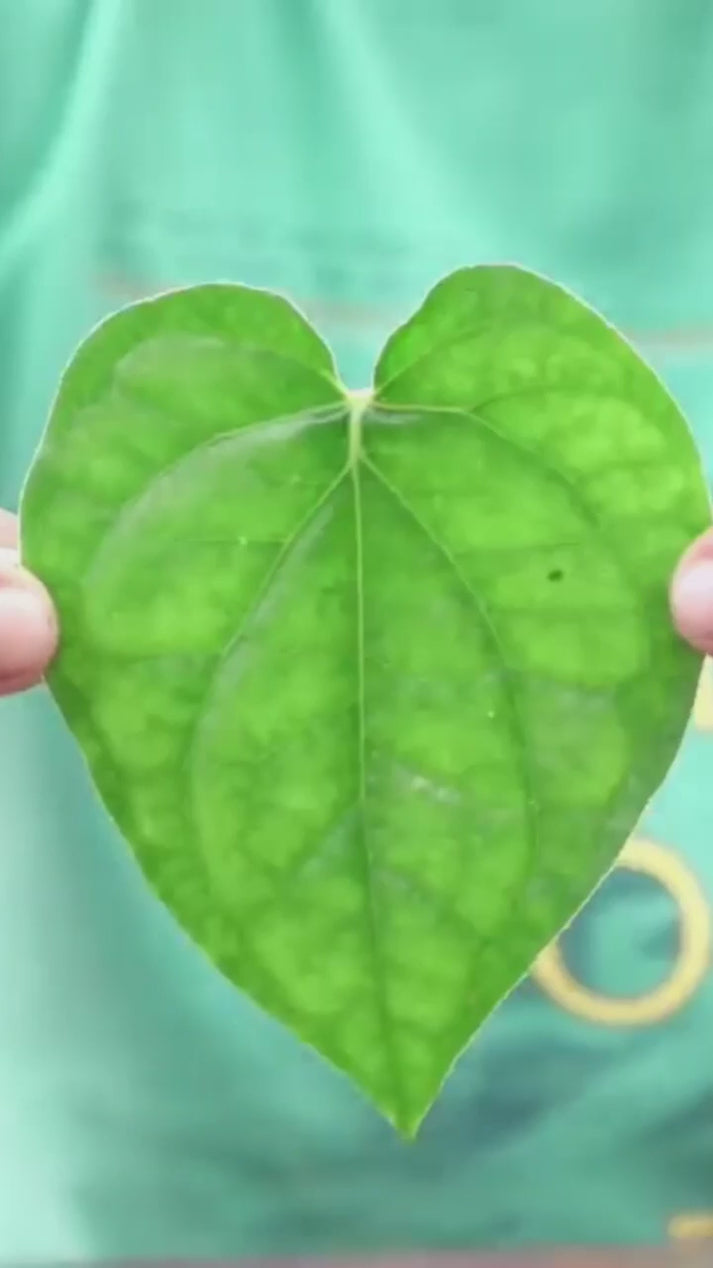 Foldscope Basic Kit DIY Microscope – CreKart